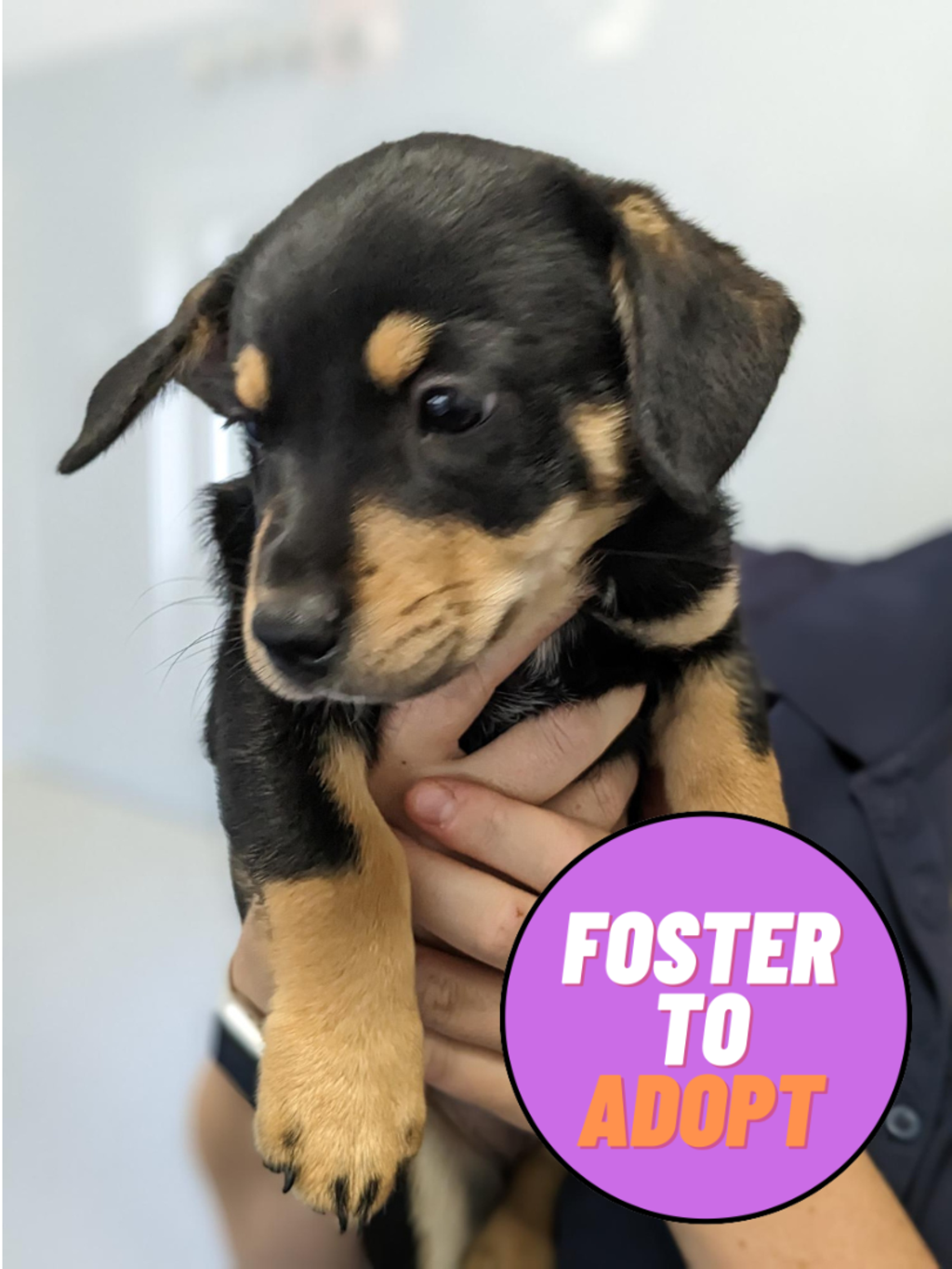 Friday - Medium Female Medium Crossbreed Mix Dog in WA - PetRescue