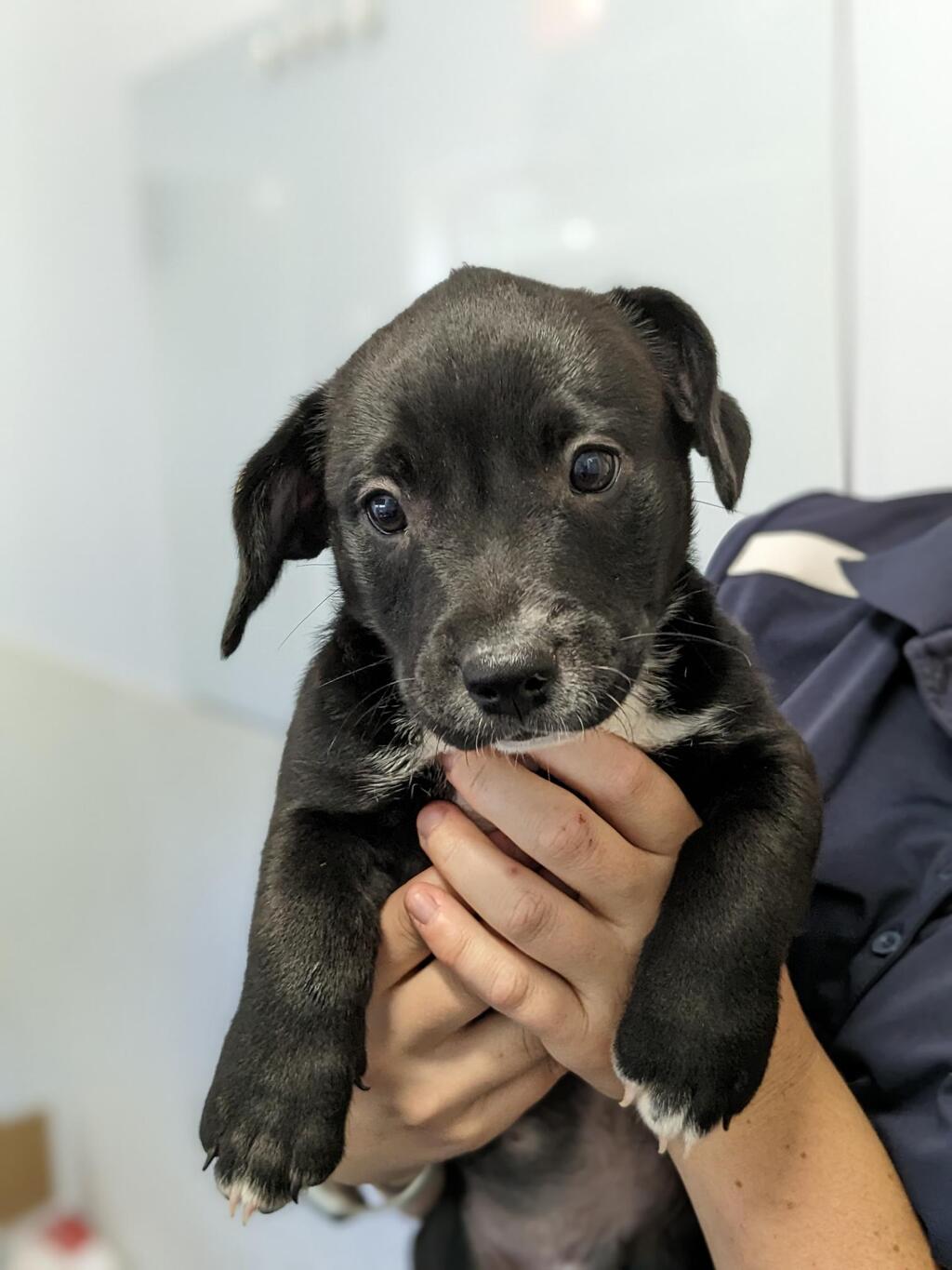 Fennel - Medium Male Medium Crossbreed Mix Dog in WA - PetRescue