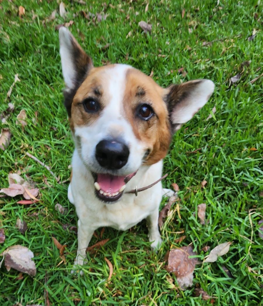 Levi - Large Male Australian Cattle Dog Mix Dog in NSW - PetRescue