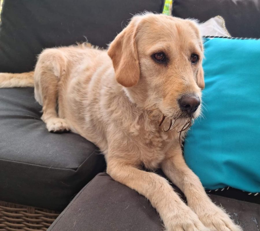 Elowen - Medium Female Poodle x Labrador Mix Dog in VIC - PetRescue