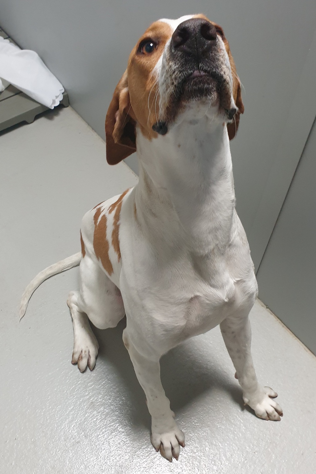 Pep - Large Male Pointer Dog in VIC - PetRescue