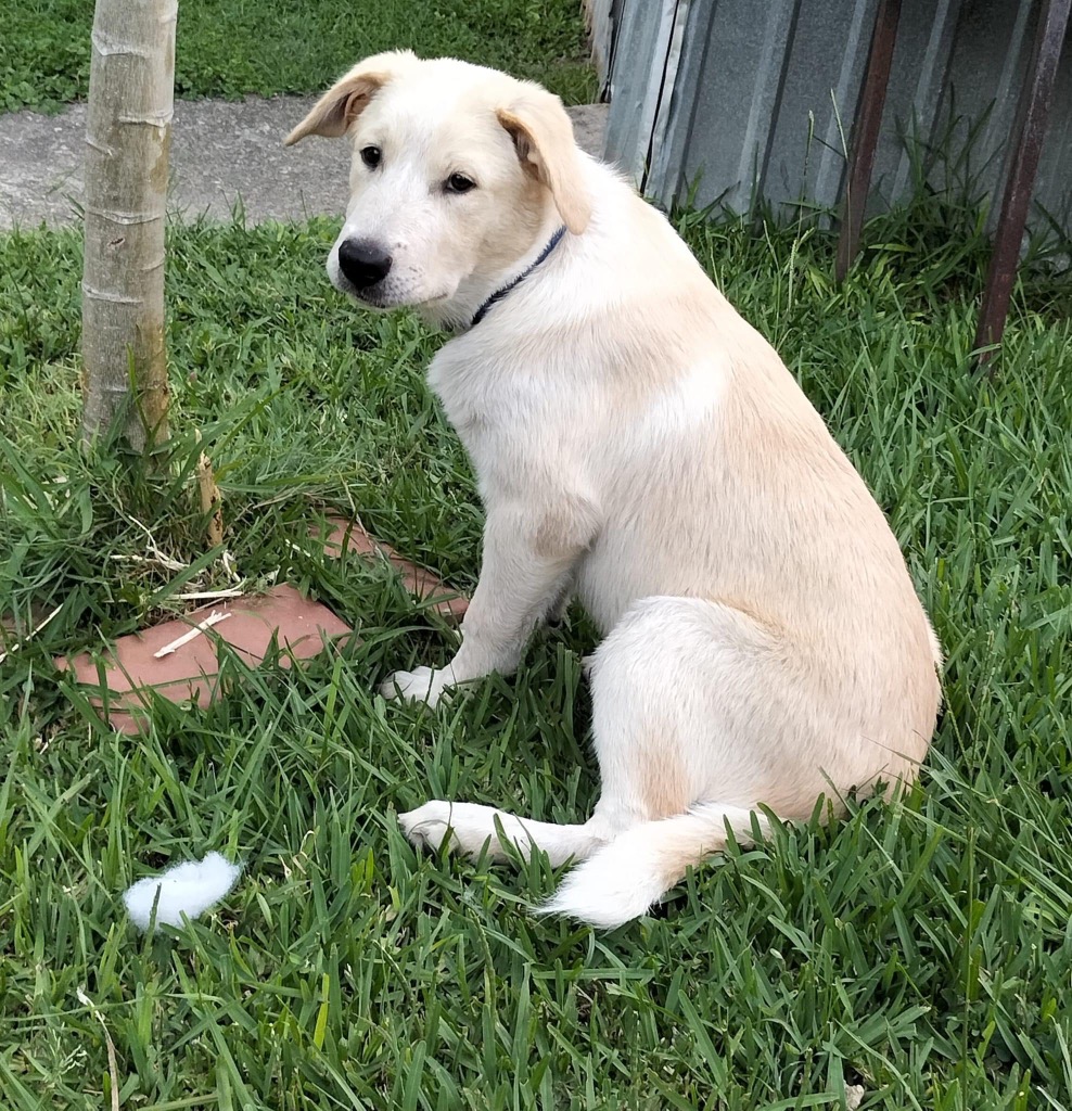 Bear - Large Male Maremma Sheepdog Mix Dog in QLD - PetRescue
