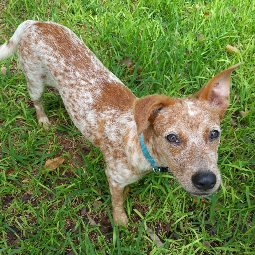 Quinn - Medium Female Red Heeler x Mixed Breed Mix Dog in WA - PetRescue