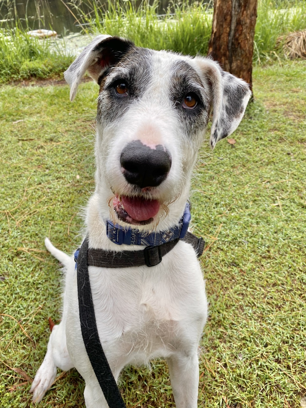 Maddie - Large Female Staghound x Lurcher Mix Dog in QLD - PetRescue