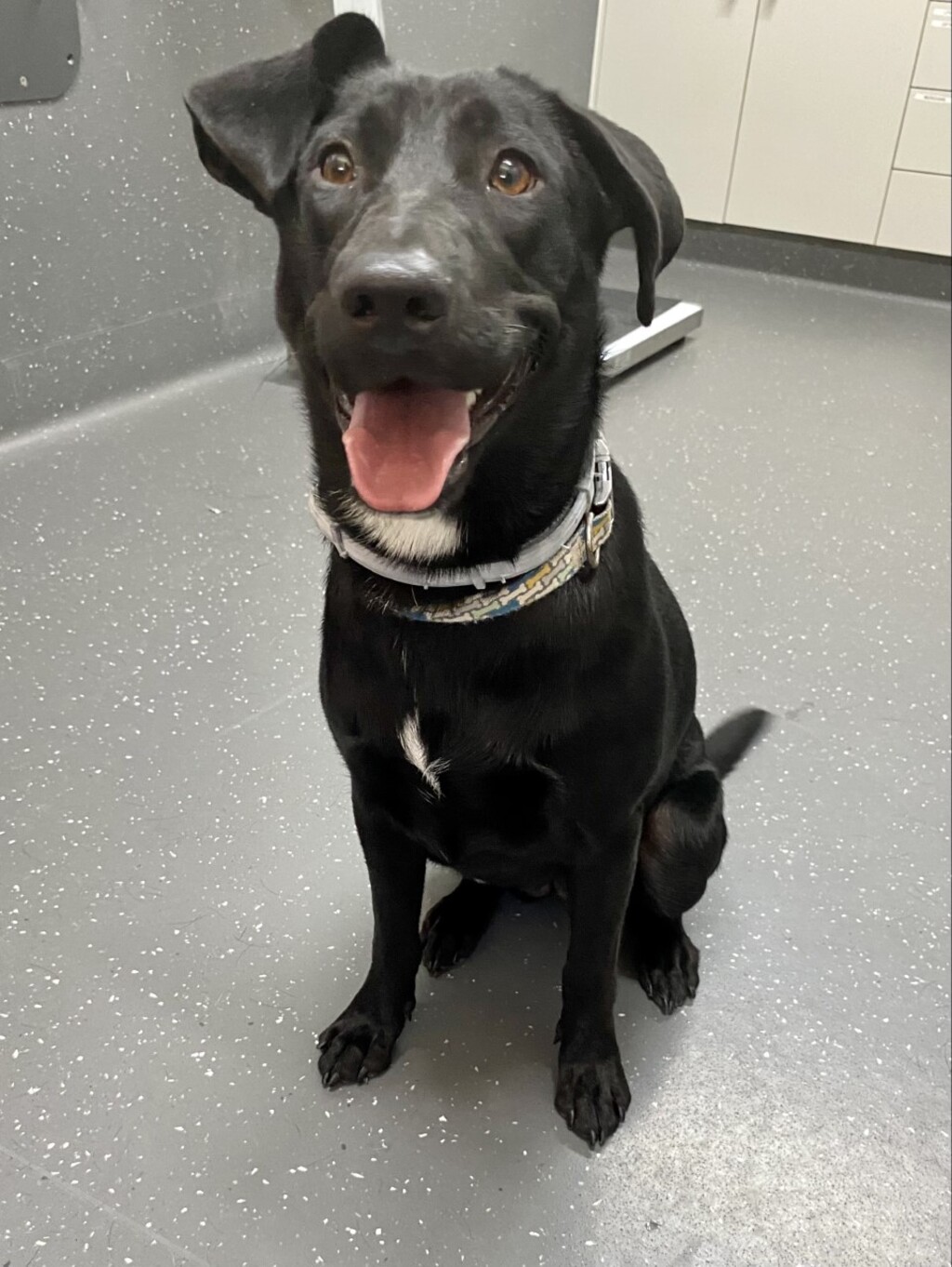 Genie - Medium Female Kelpie x Labrador Retriever Mix Dog in QLD ...