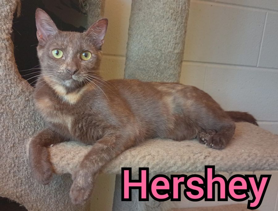 Hershey - Female Domestic Short Hair Cat in QLD - PetRescue