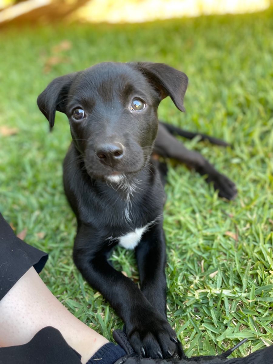 Angus - Medium Male Kelpie Dog in NSW - PetRescue
