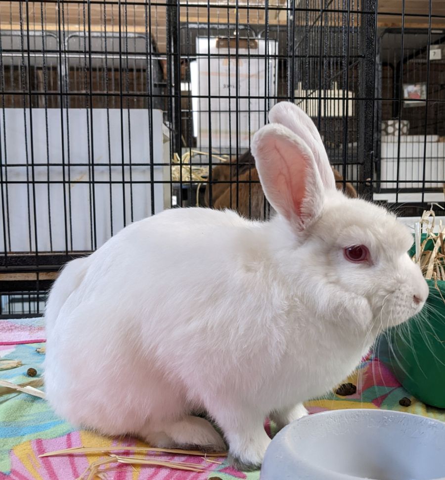 Lemonade - Female Bunny Rabbit in VIC - PetRescue