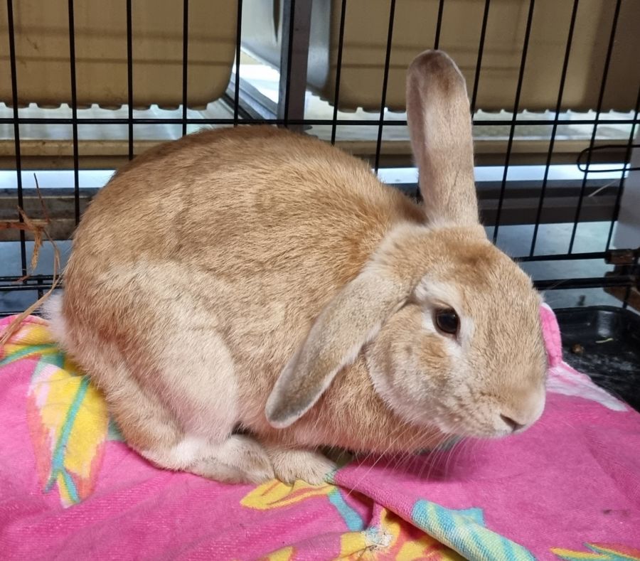 Soren - Male Rabbit in VIC - PetRescue