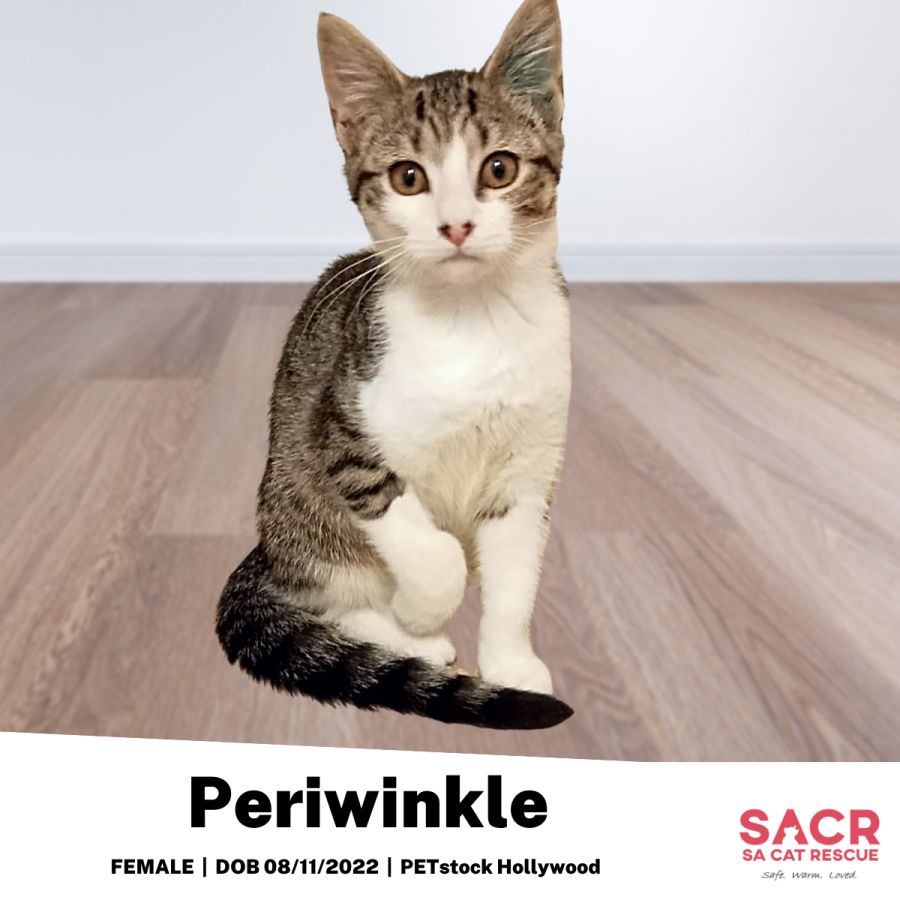 Periwinkle - Female Domestic Short Hair Cat in SA - PetRescue