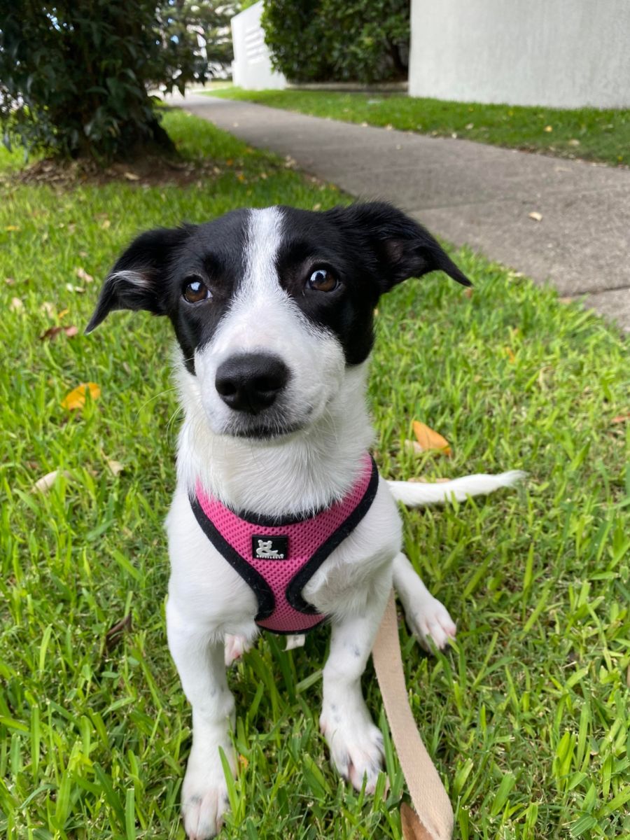 Checkers - Small Female Mixed Breed Dog in NSW - PetRescue