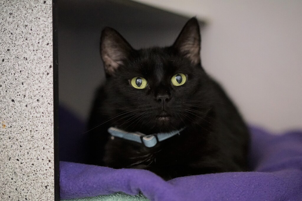 Monáe - Female Domestic Short Hair Mix Cat in QLD - PetRescue