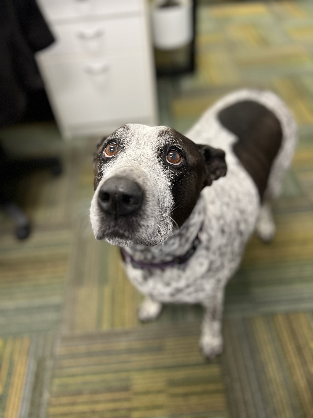 Greta - Large Female Australian Cattle Dog x German Shorthaired Pointer ...