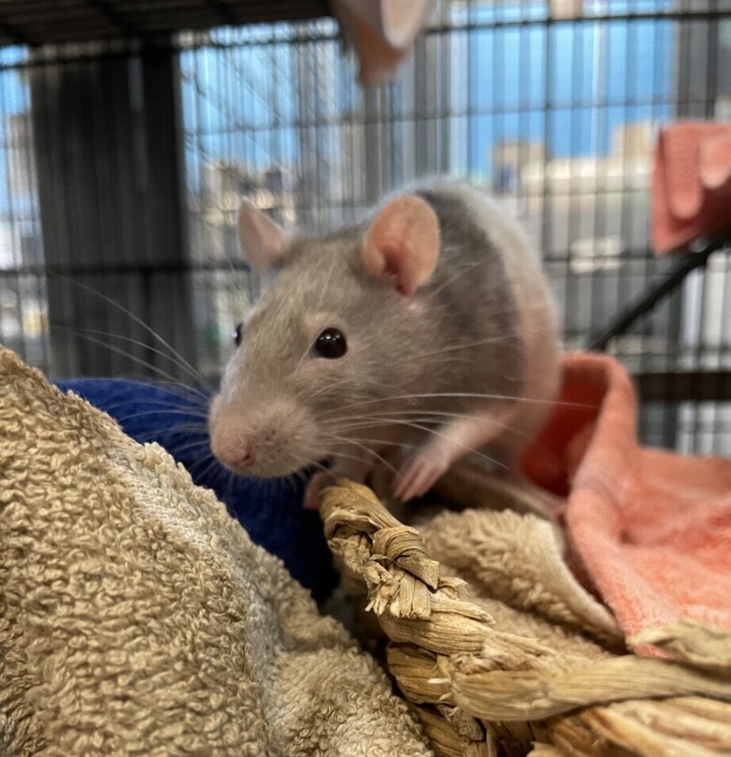 Nebula - Female Rat Rodent in VIC - PetRescue