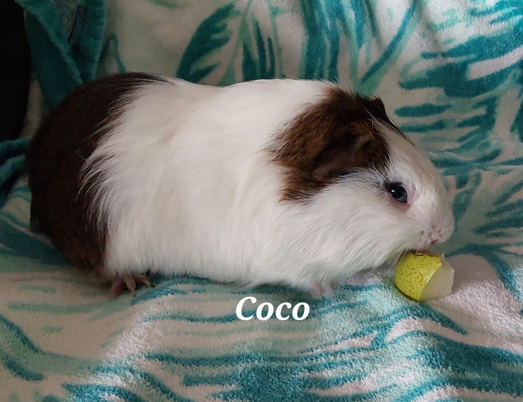 Coco - Male Short-hair Smooth Hair Mix Guinea Pig in VIC - PetRescue