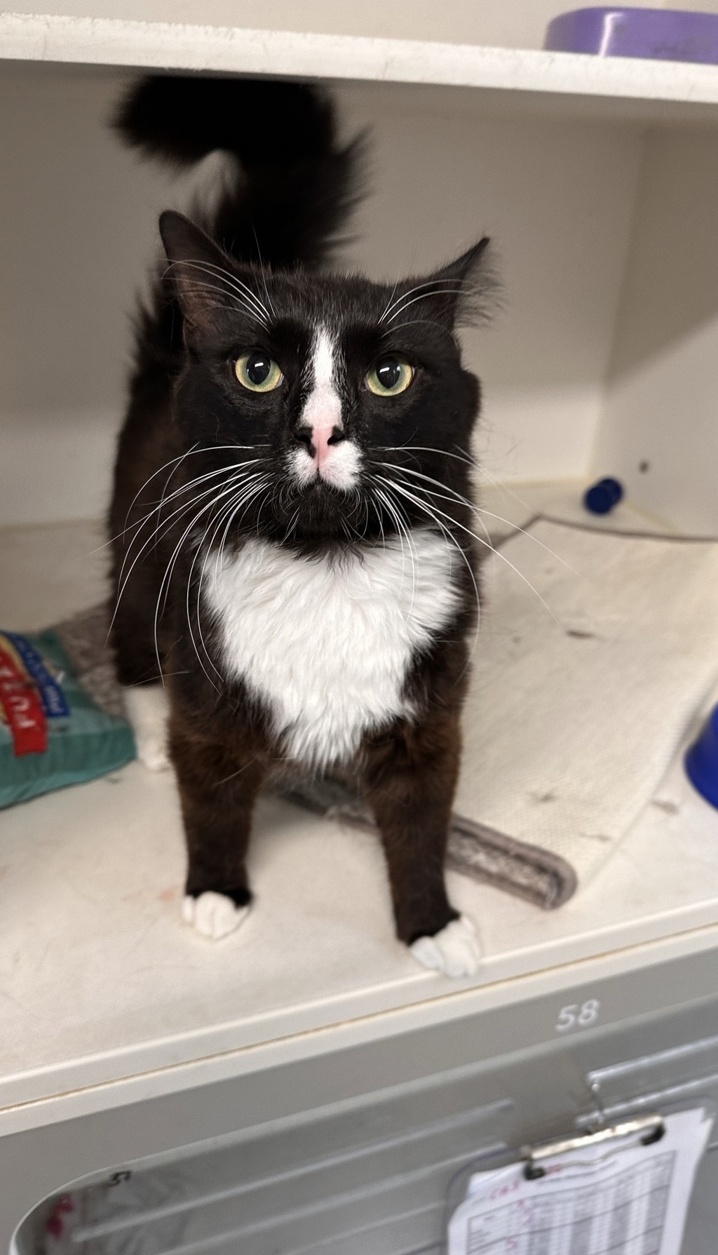Hobbs - Male Domestic Longhair Mix Cat in VIC - PetRescue