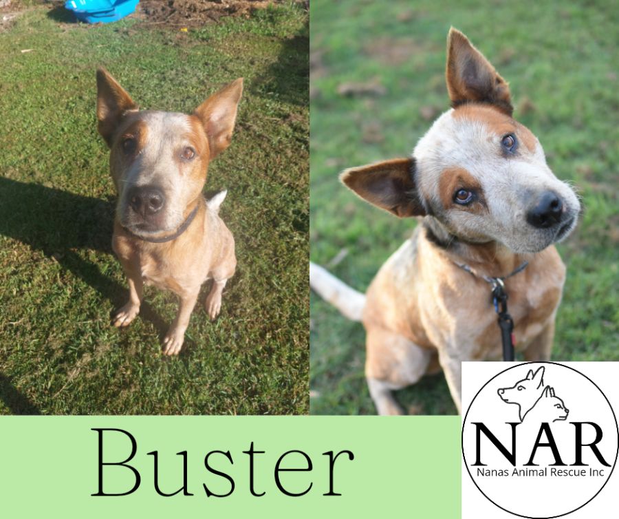 Nanas Animal Rescue Inc - PetRescue