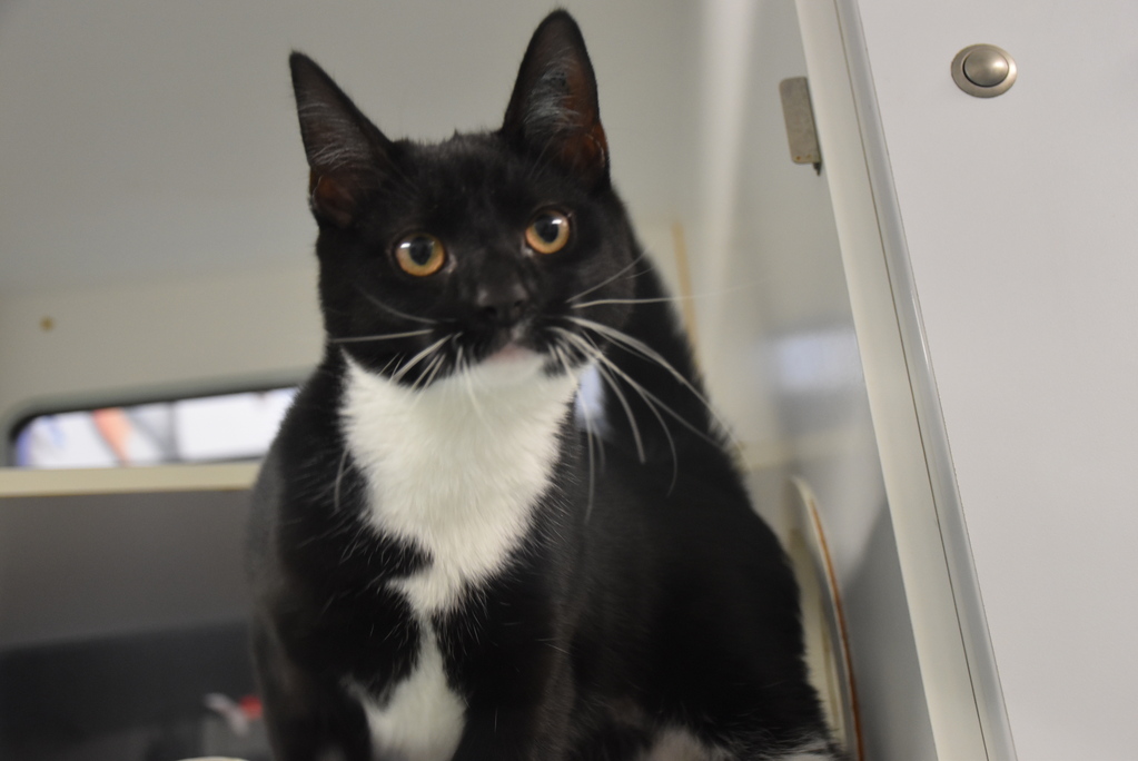 Mandarin - Female Domestic Short Hair Mix Cat in VIC - PetRescue