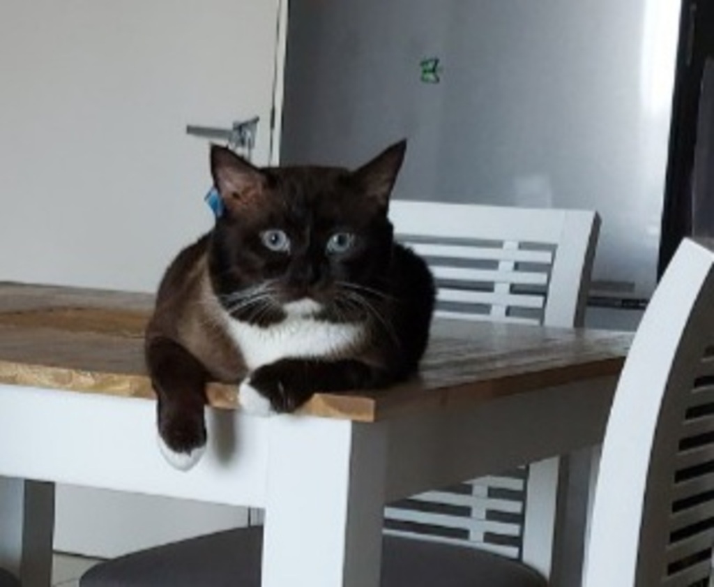 Flopsy - Male Layanese Mix Cat in QLD - PetRescue