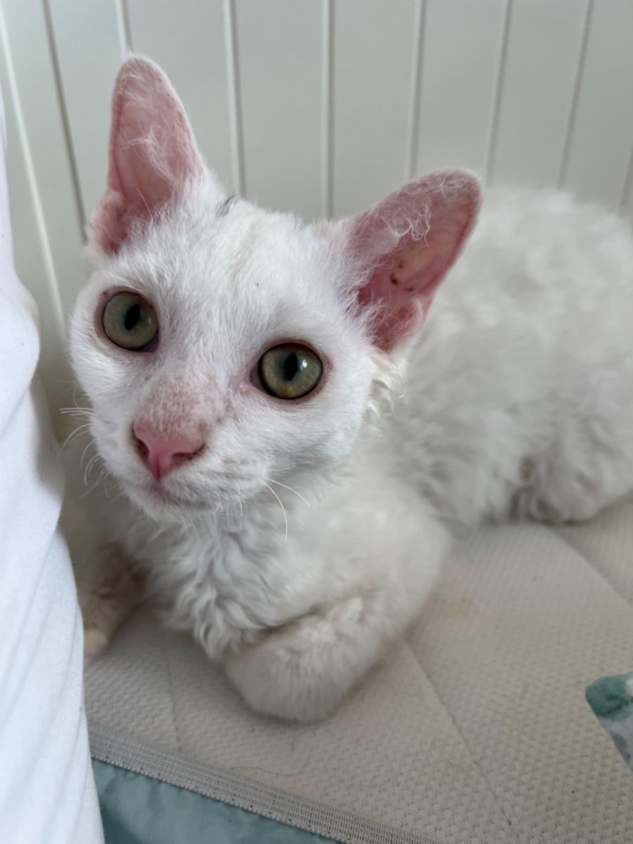 Cotton - Male LaPerm Mix Cat in NSW - PetRescue