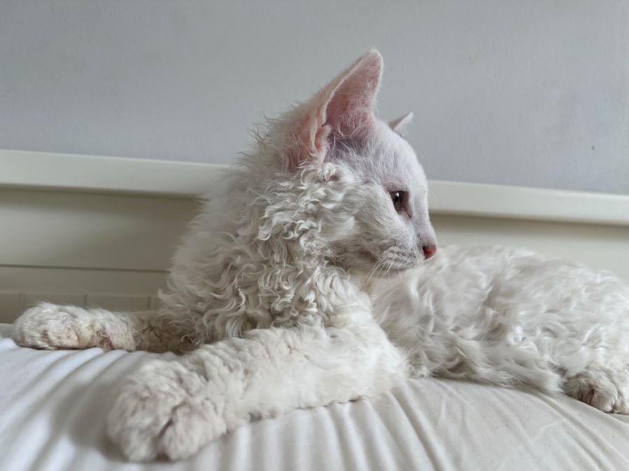 Cloud - Male LaPerm Mix Cat in NSW - PetRescue