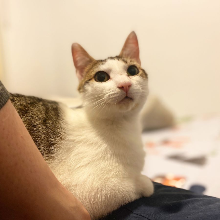 Ponyo - Female Domestic Short Hair Cat in VIC - PetRescue