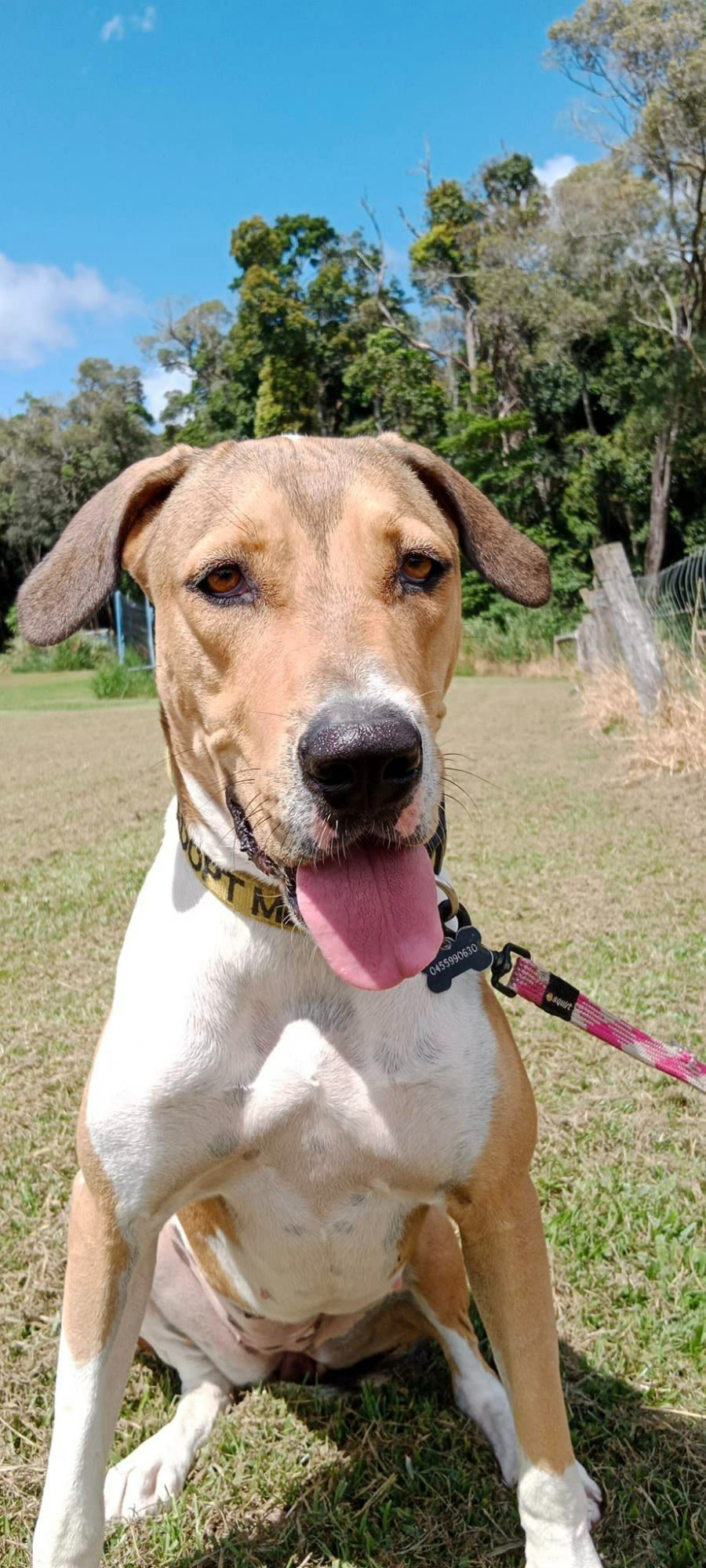 Suzie - Large Female Bull Arab Mix Dog in QLD - PetRescue
