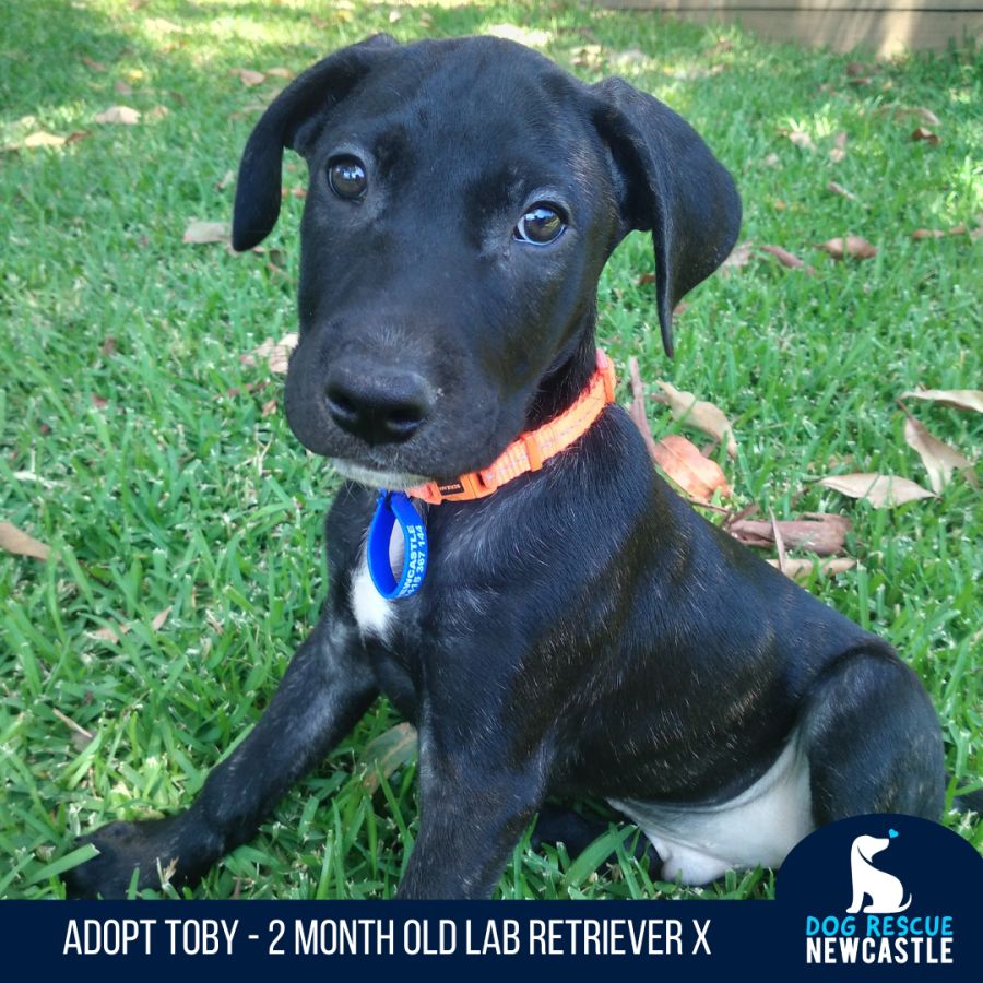 Toby - 2 Month Old Labrador Retriever X (On Trial) - Medium Male ...