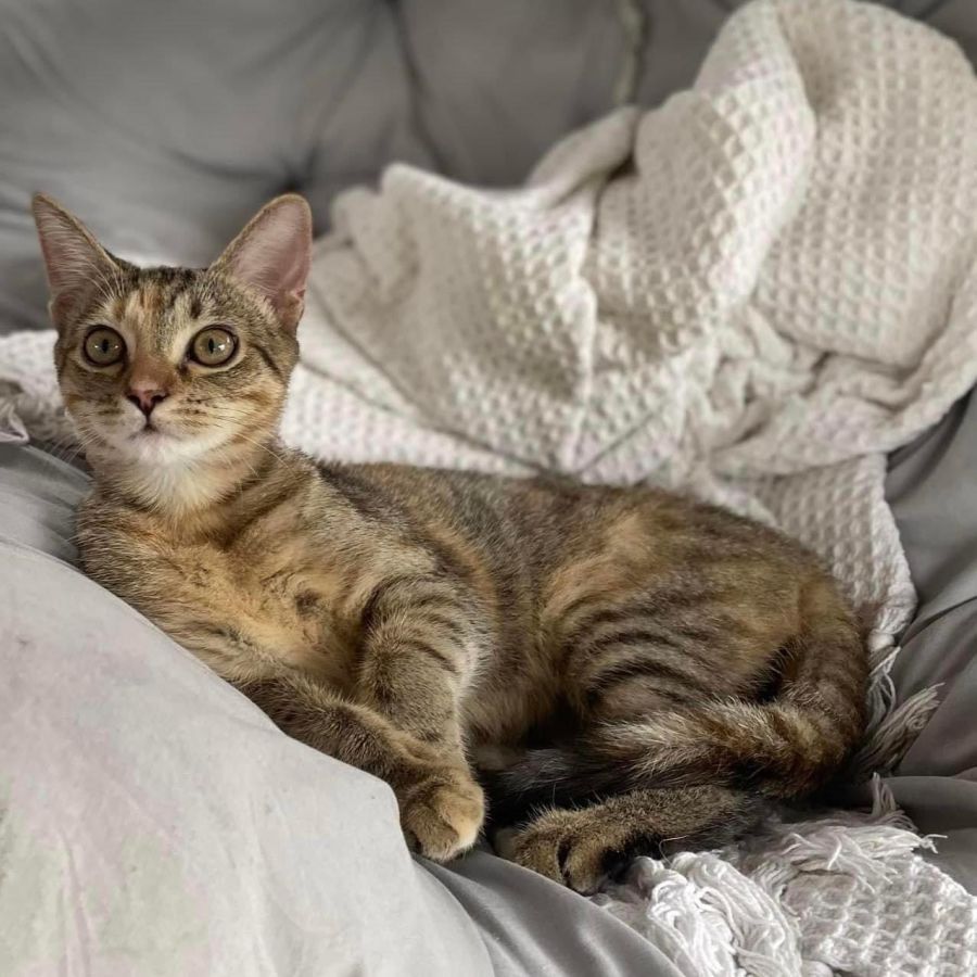 Crumble - Female Domestic Short Hair Cat in QLD - PetRescue