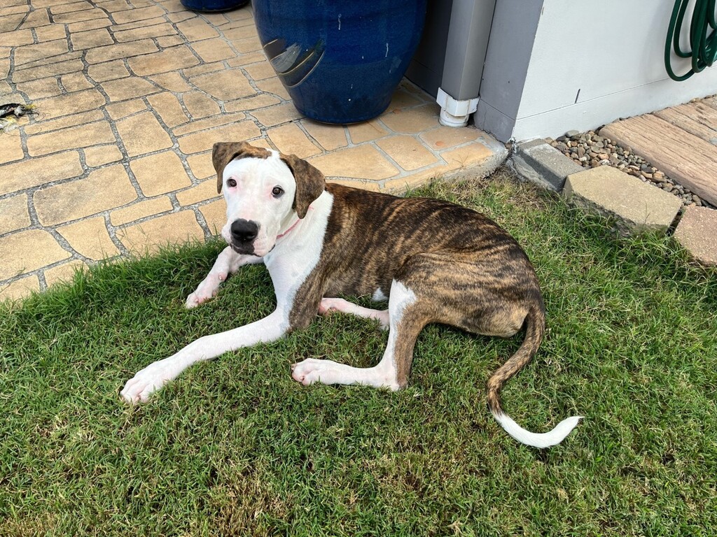 Zoey - Large Female Bull Arab Mix Dog in QLD - PetRescue