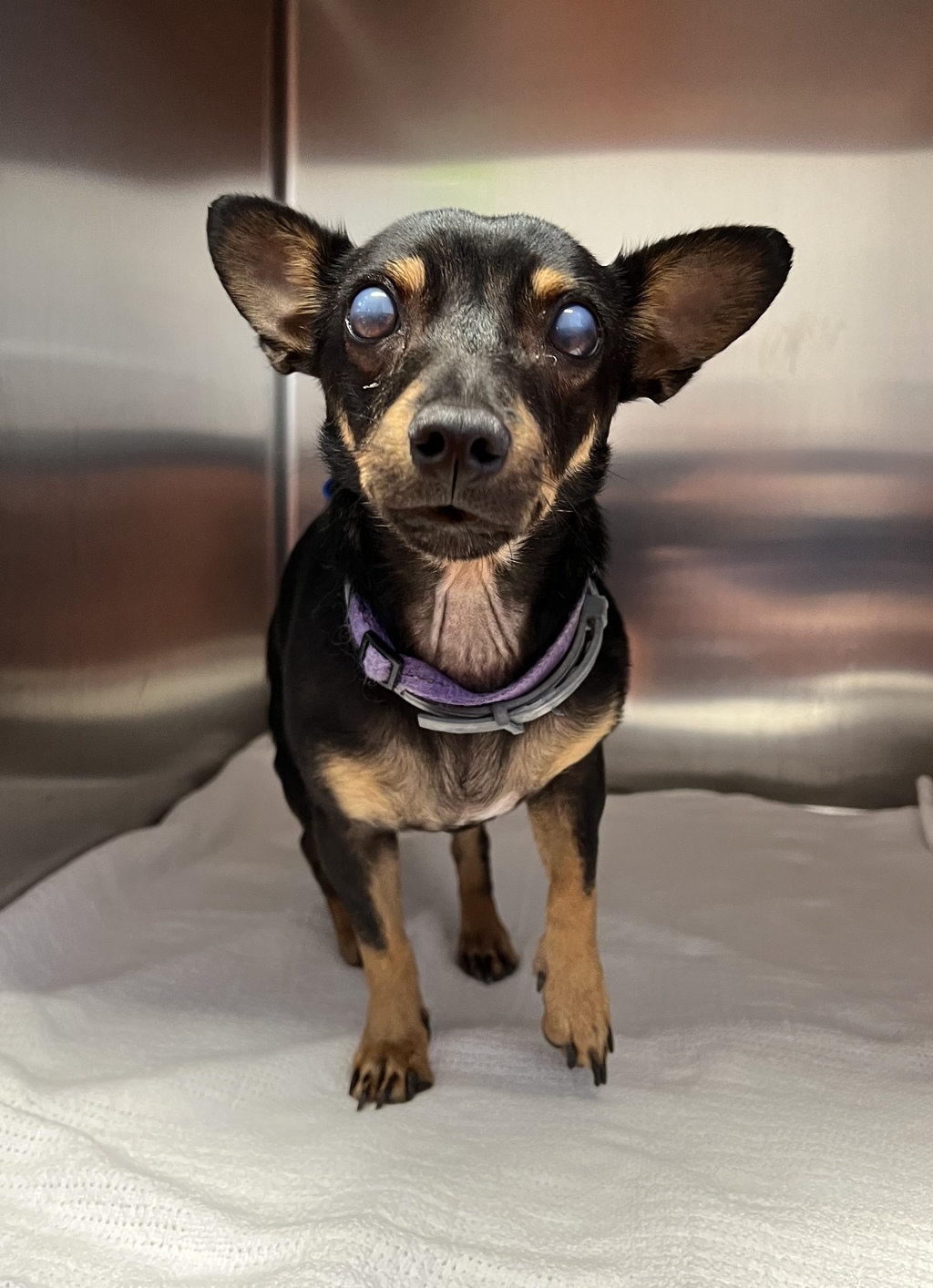 Bubbles - Small Female Chihuahua x Australian Terrier Mix Dog in QLD ...