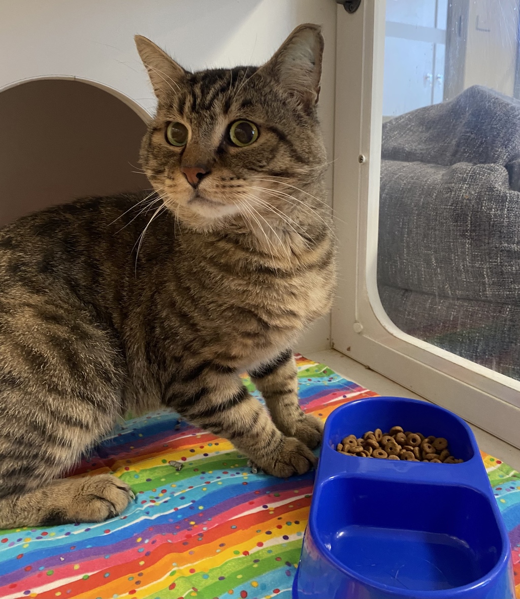 Kramer - Male Domestic Short Hair Mix Cat in VIC - PetRescue
