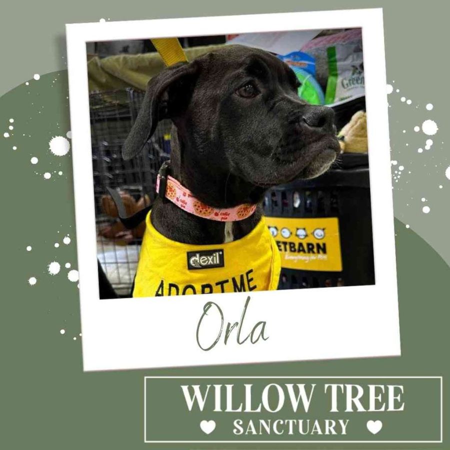 Orla - Medium Female Boxer Mix Dog in NSW - PetRescue