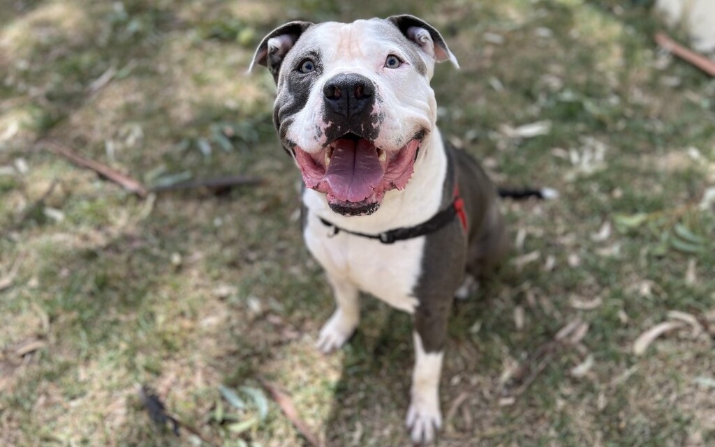 Cupid - Large Male American Staffy Mix Dog in VIC - PetRescue