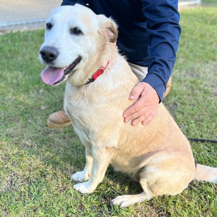 Saffron - Medium Female Labrador x Golden Retriever Dog in NSW - PetRescue