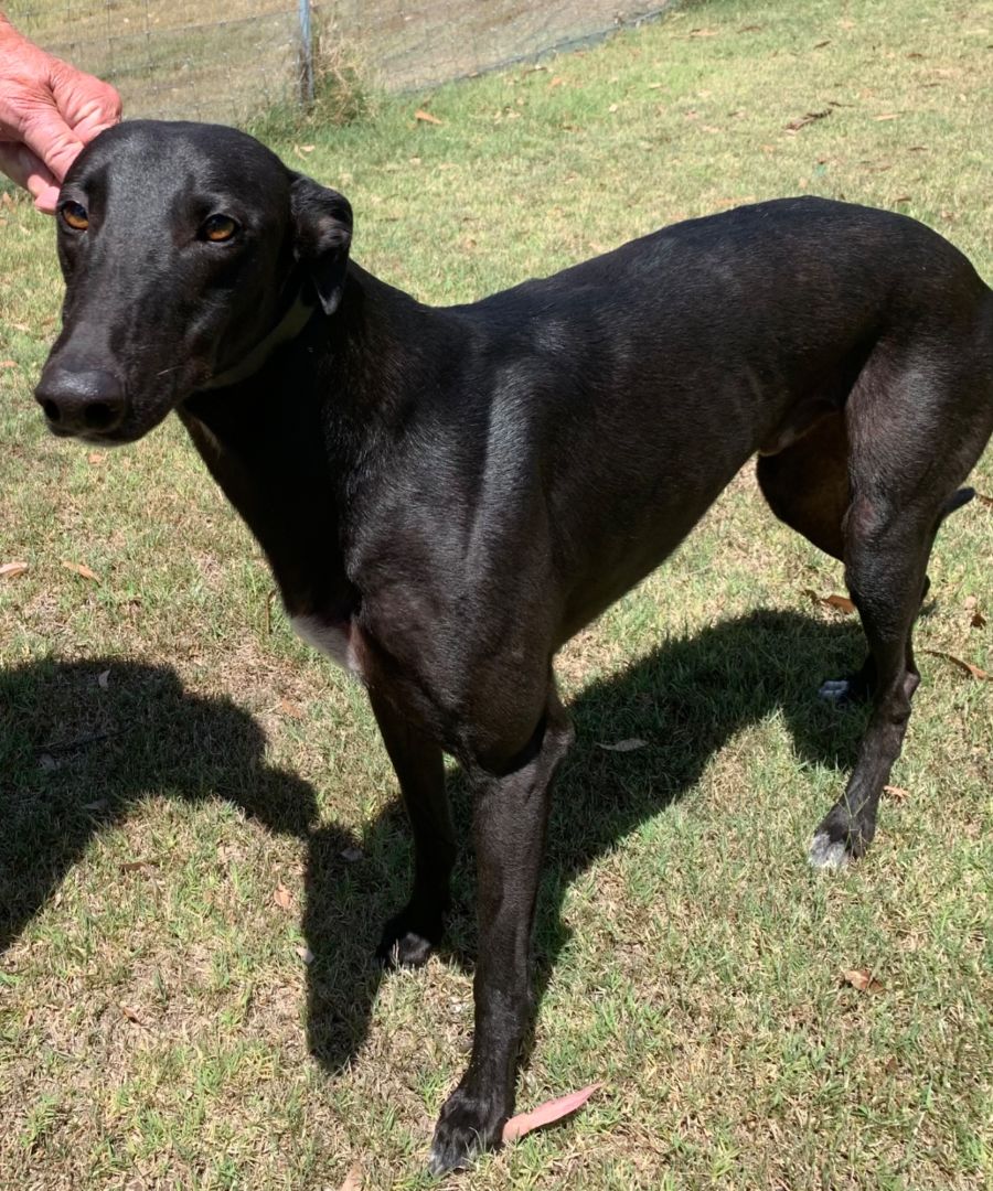 Rocket - Medium Male Greyhound Dog in NSW - PetRescue