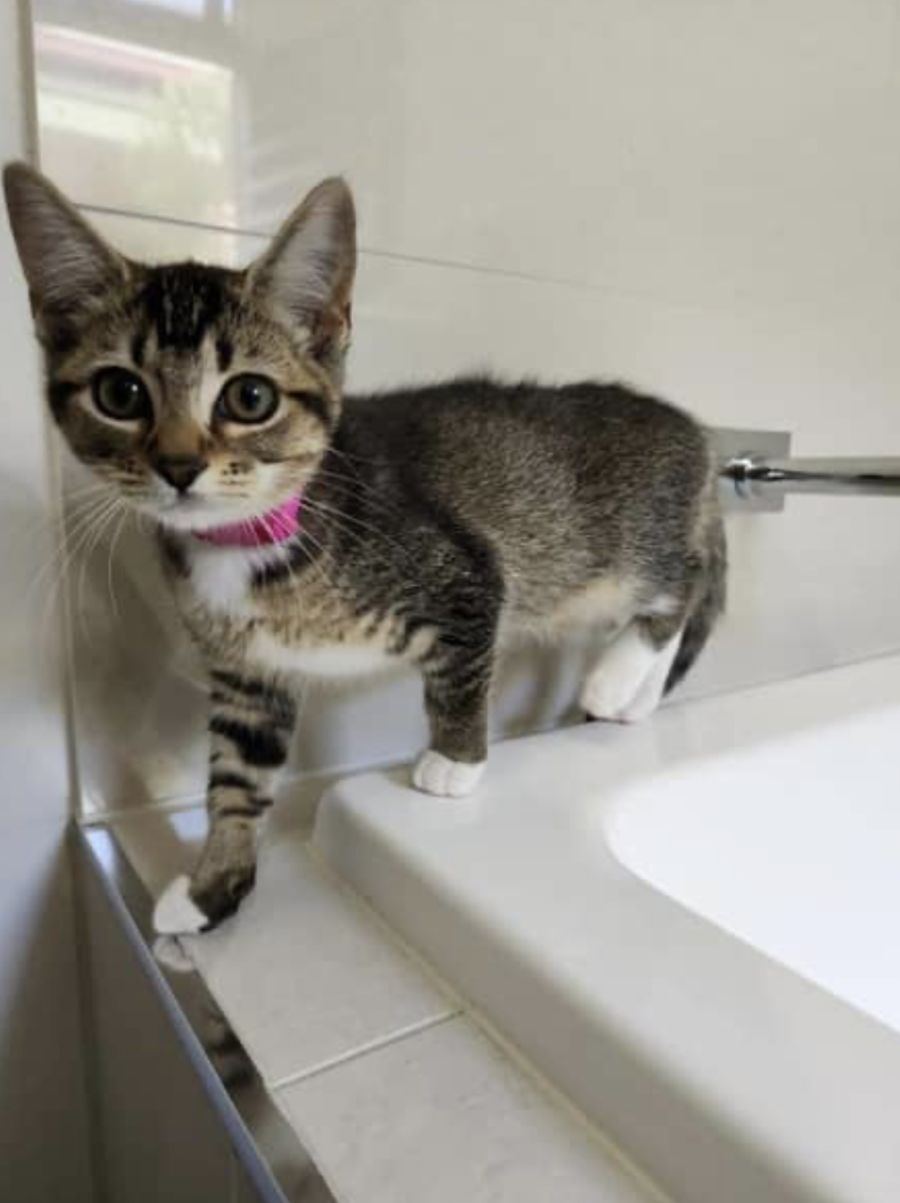 Millie - Female Abyssinian Mix Cat in VIC - PetRescue