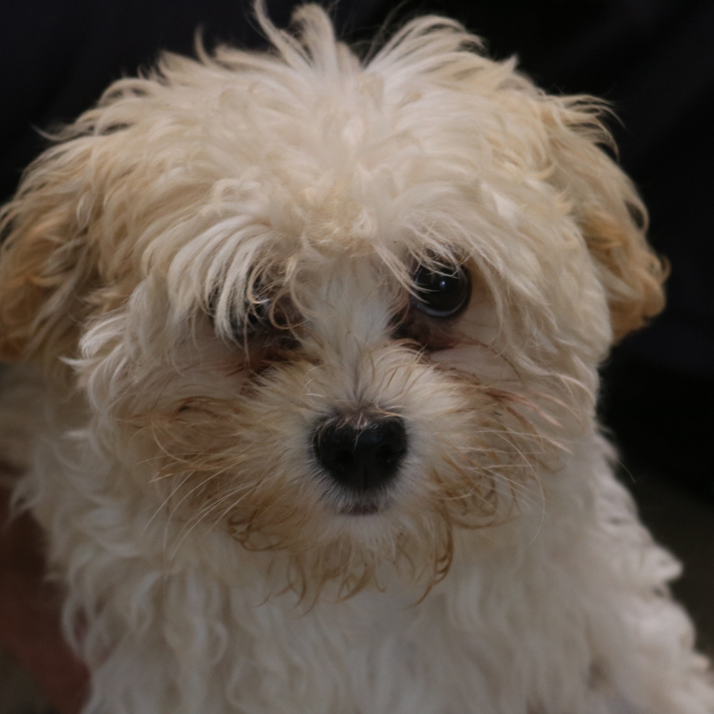 Poppy - Small Female Cross Breed, Small Mix Dog in VIC - PetRescue