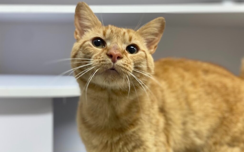 Cornflake - Male Domestic Short Hair Mix Cat in VIC - PetRescue