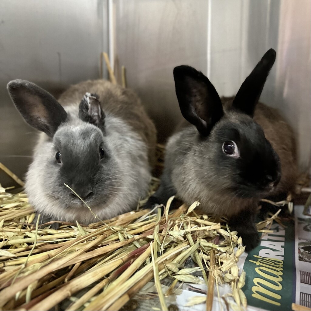 Nelly (bonded To Nyla) - Female Rabbit Unspecified Rabbit in VIC ...