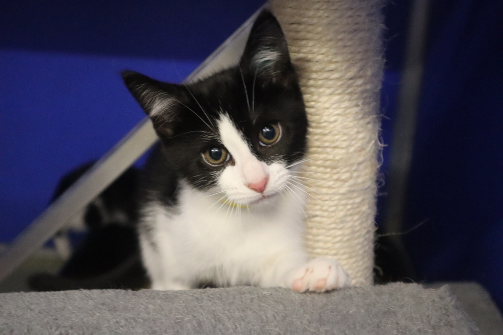 Spud - Male Domestic Short Hair Mix Cat in VIC - PetRescue