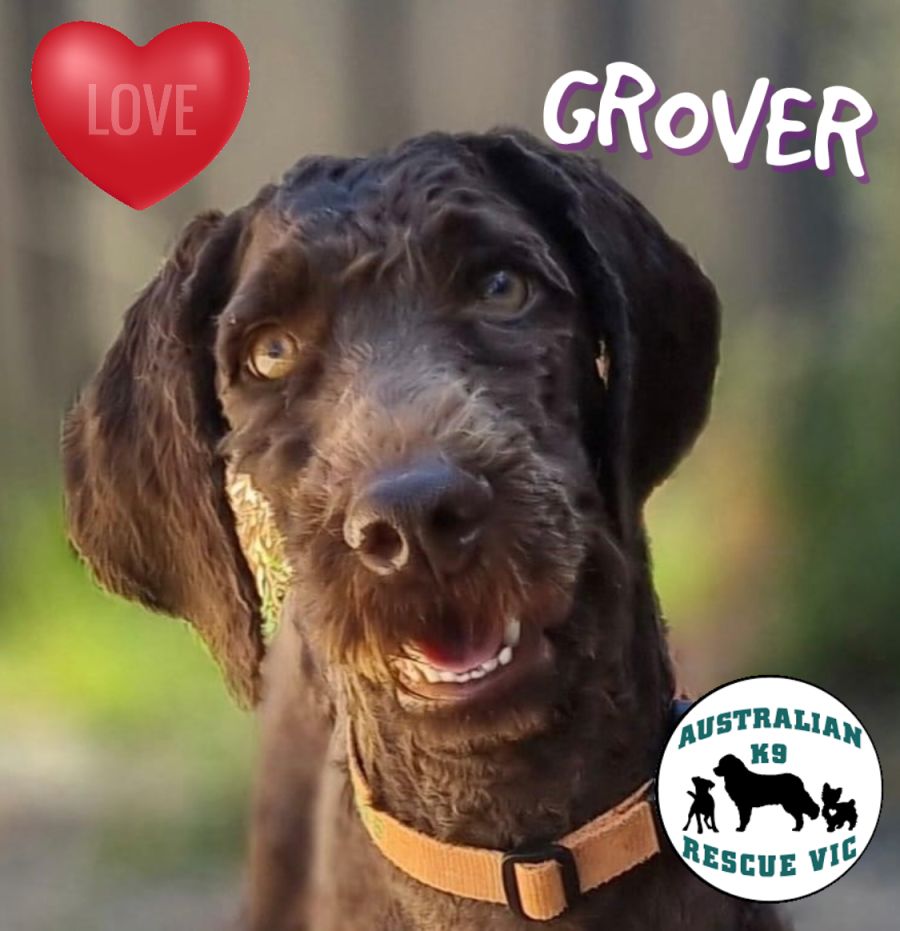 Grover - Large Female Labradoodle Dog in VIC - PetRescue
