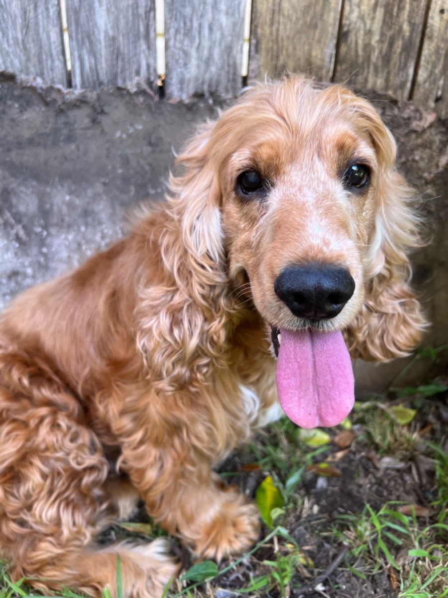 Lilli - Medium Female Cocker Spaniel, English Dog in NSW - PetRescue