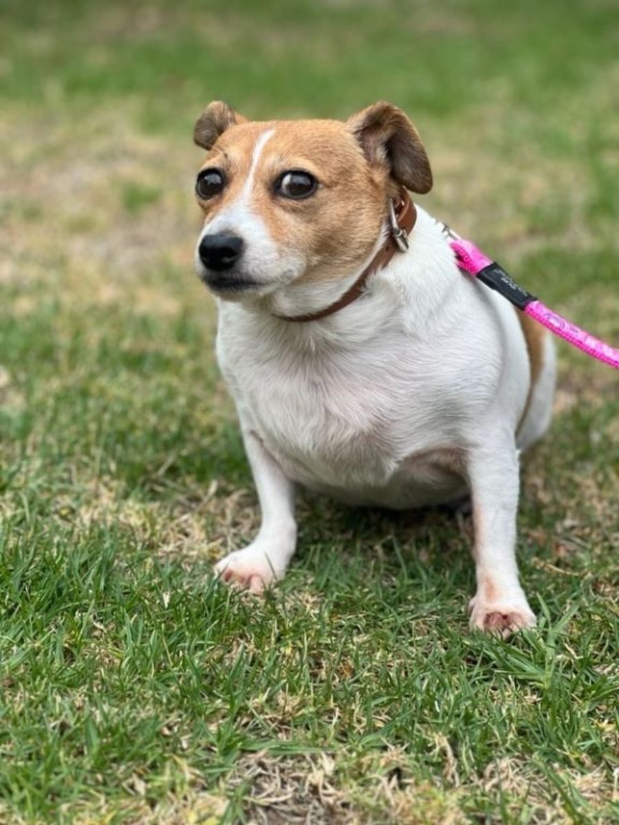 Tina Overton - Small Female Jack Russell Terrier Mix Dog in VIC - PetRescue