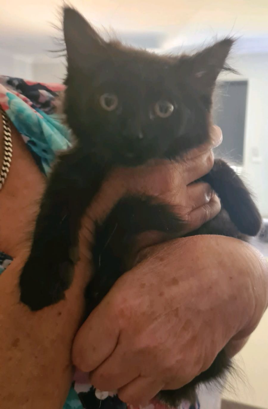 Jetta🐾 - Female Domestic Short Hair Cat in VIC - PetRescue