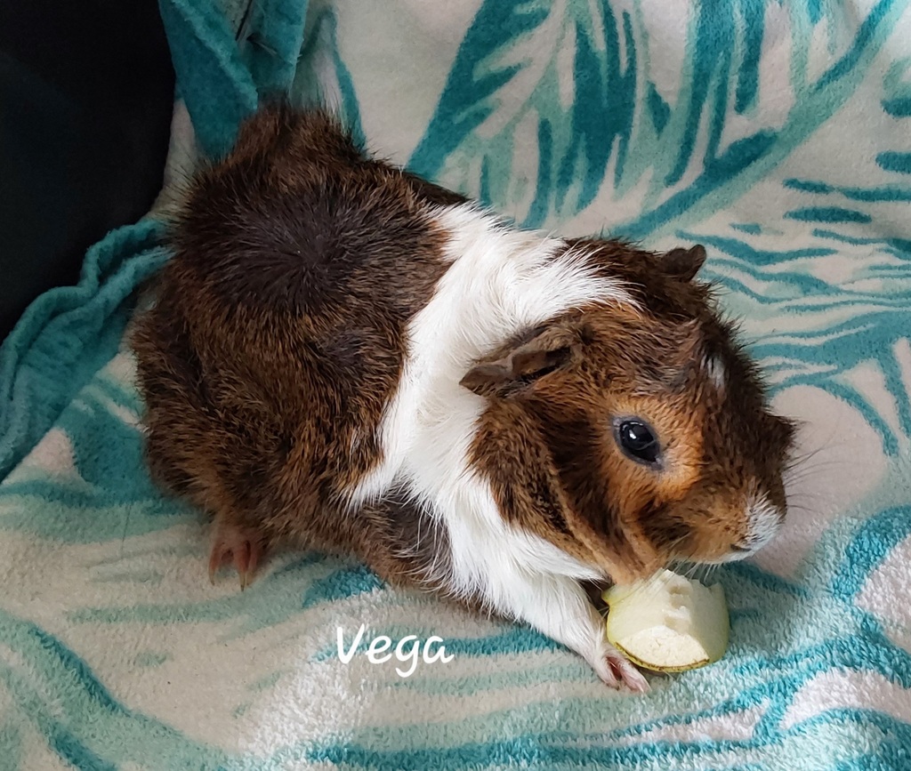 Vega - Male Short-hair Abyssinian Mix Guinea Pig in VIC - PetRescue