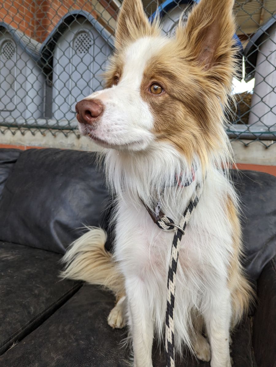 Rusty - Medium Male Border Collie Dog in VIC - PetRescue