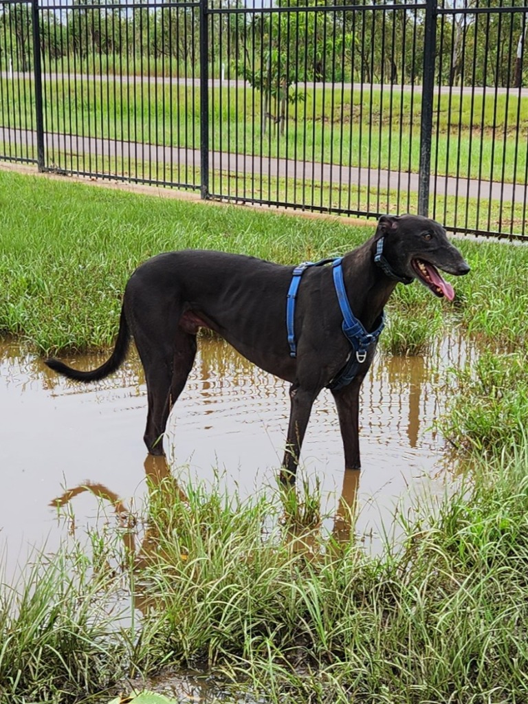 Roman - Large Male Greyhound Dog in NT - PetRescue