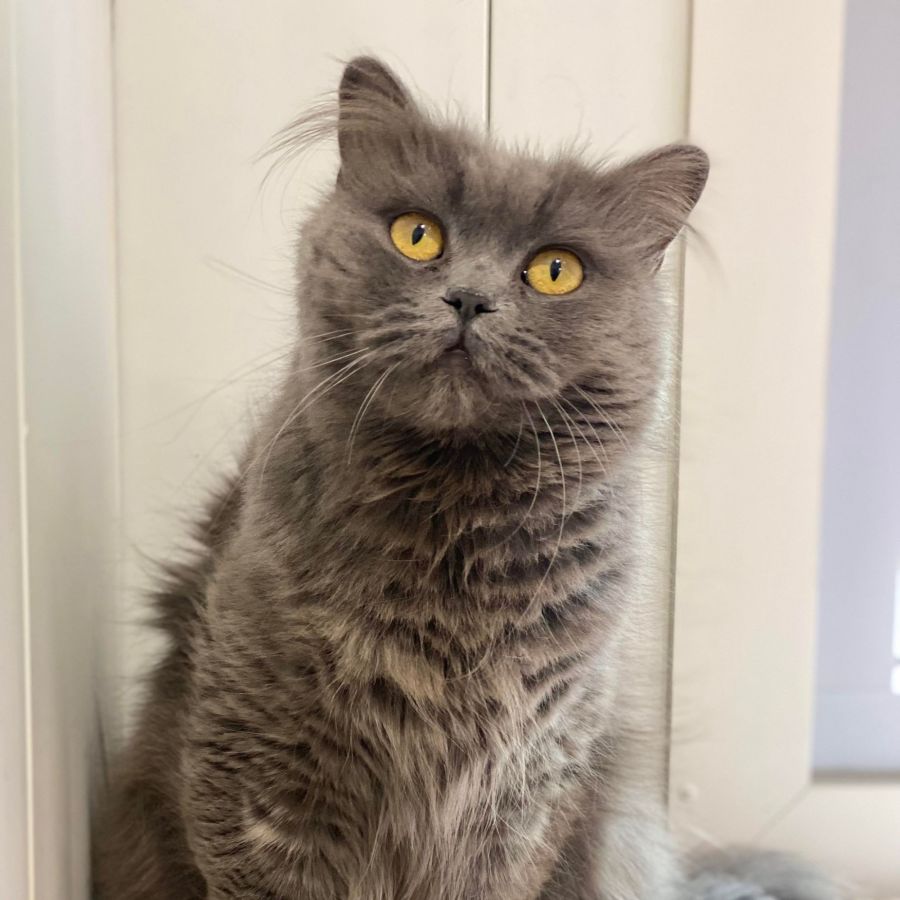 Tillie - Female British Shorthair Mix Cat in VIC - PetRescue