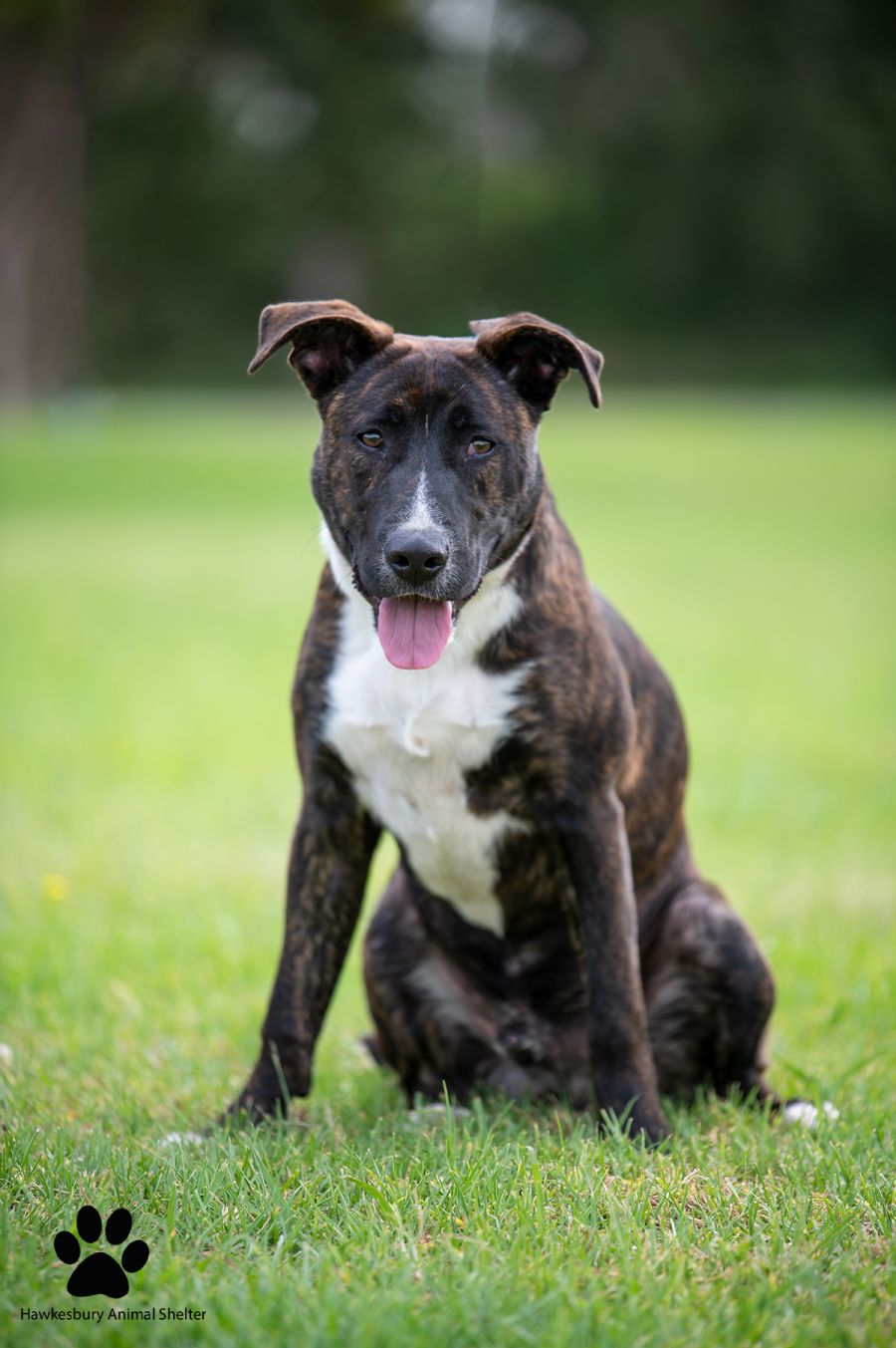 Darcy - Large Male Staffy Mix Dog in NSW - PetRescue